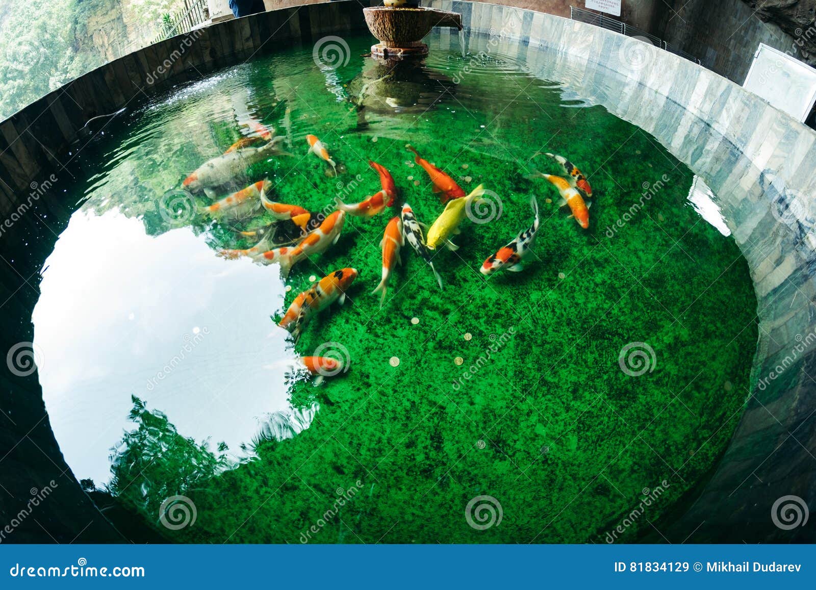 Koi fish in pool stock image. Image of water, outdoor - 81834129