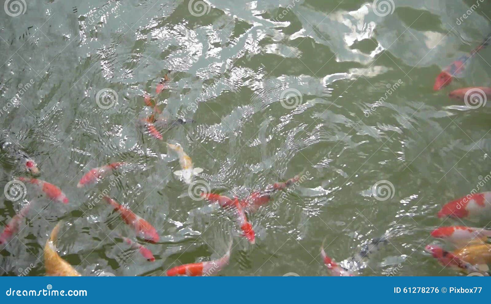 Koi fish in pool stock footage. Video of background, fancy - 61278276