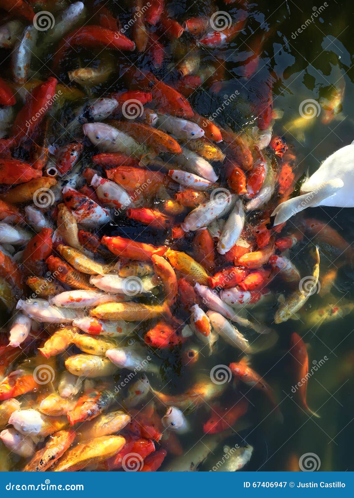 Koi Fish Pound Water Feeding Editorial Photography - Image of water ...