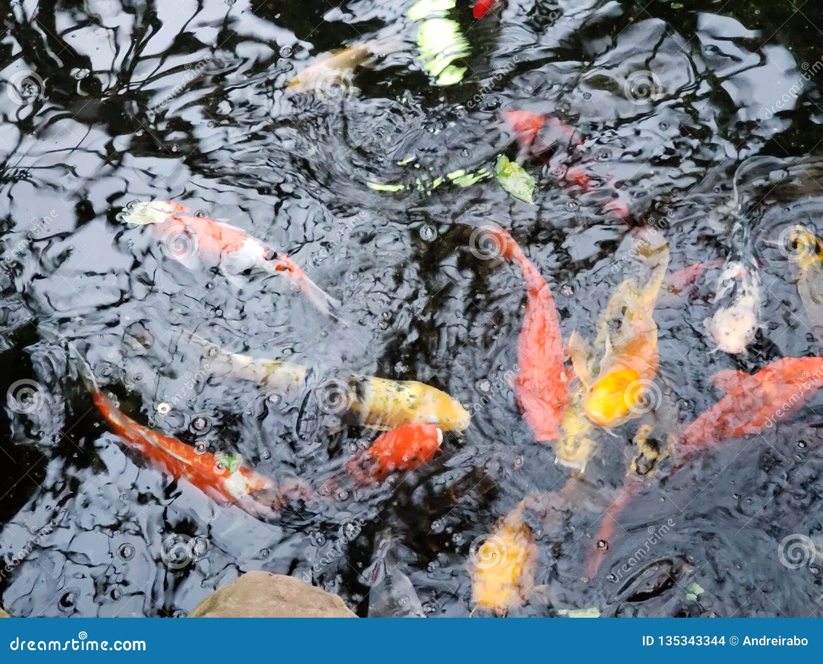Fish in a pond stock photo. Image of pond, fish, yellow - 135343344