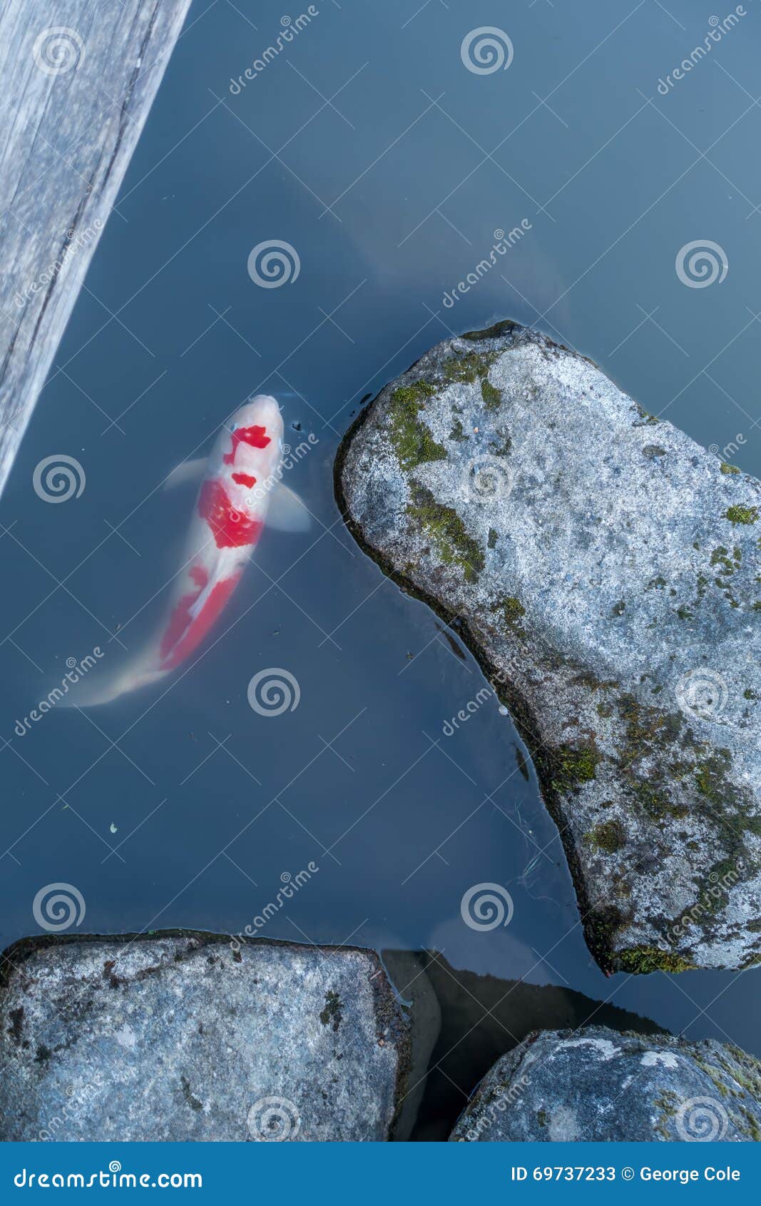 Koi Fish and Rocks stock image. Image of moving, animal - 69737233