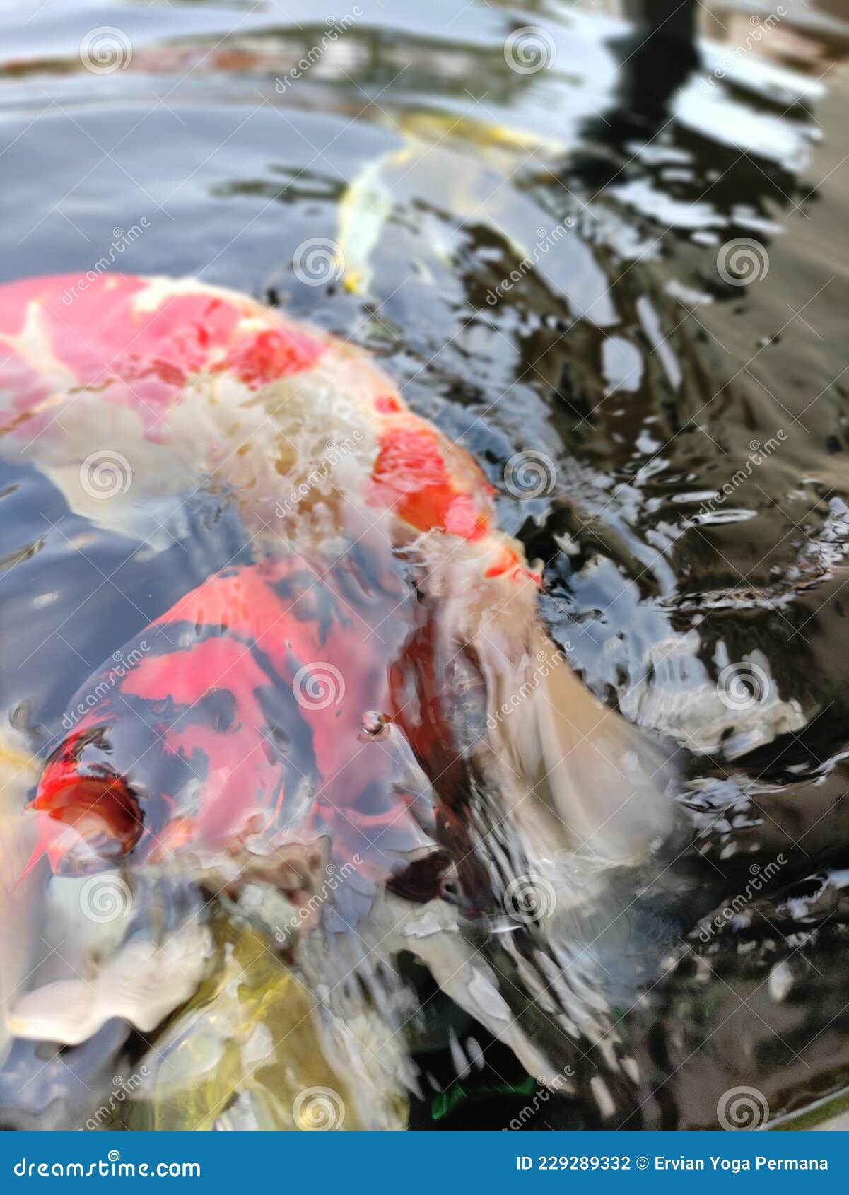 Koi fish run away stock photo. Image of flower, reflection - 229289332