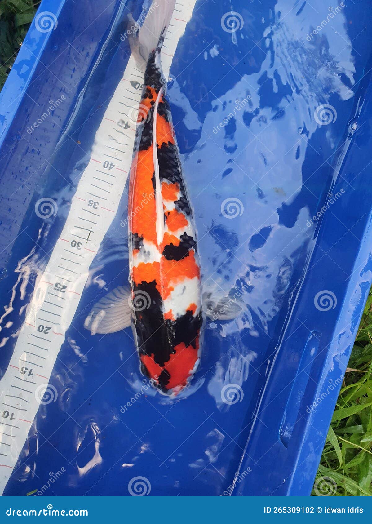 Koi Fish Showa Red Black and White Stock Photo - Image of white, showa ...