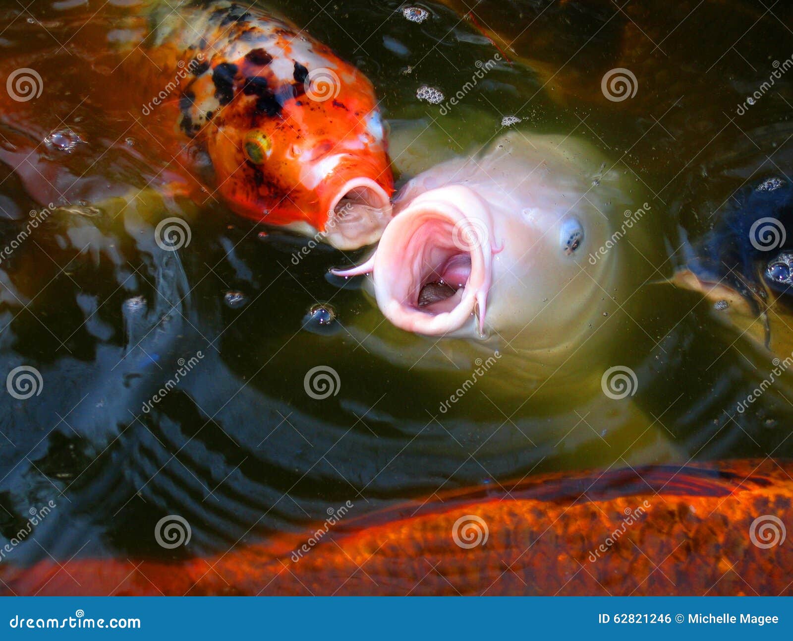 Koi Fish Singing stock photo. Image of white, bubbles - 62821246