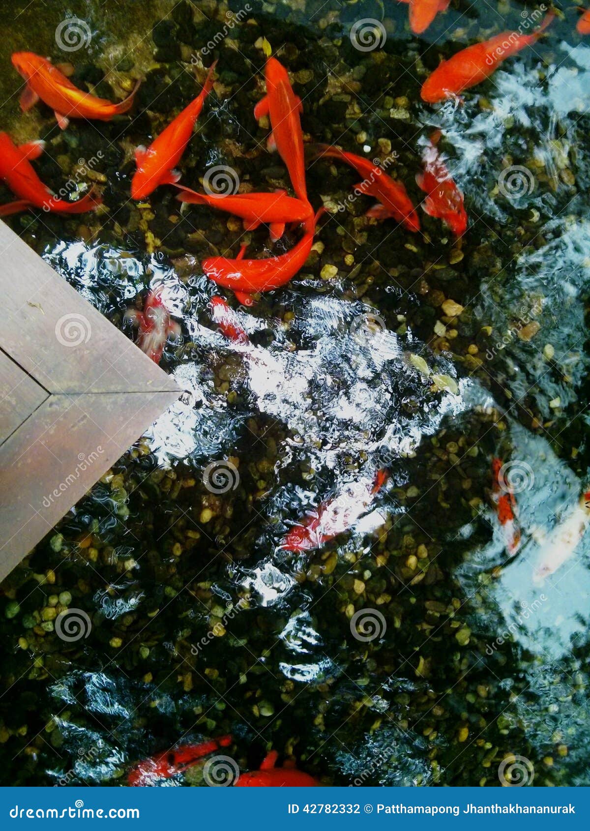 Koi fish stock photo. Image of plant, architecture, fish - 42782332