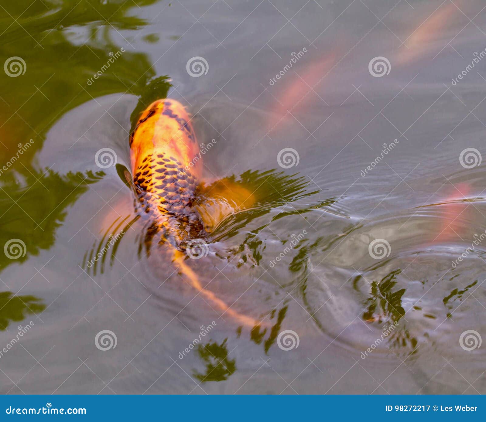 Koi fish at surface stock image. Image of carp, goldfish - 98272217