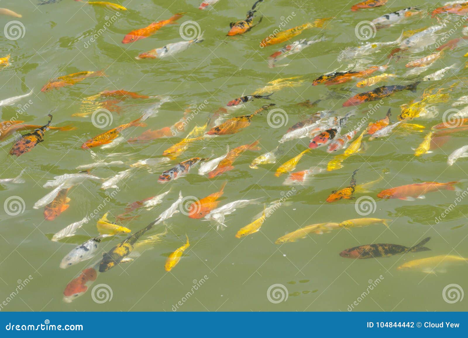 Koi Fish Swim in One Direction. Stock Photo - Image of outdoors, asian ...