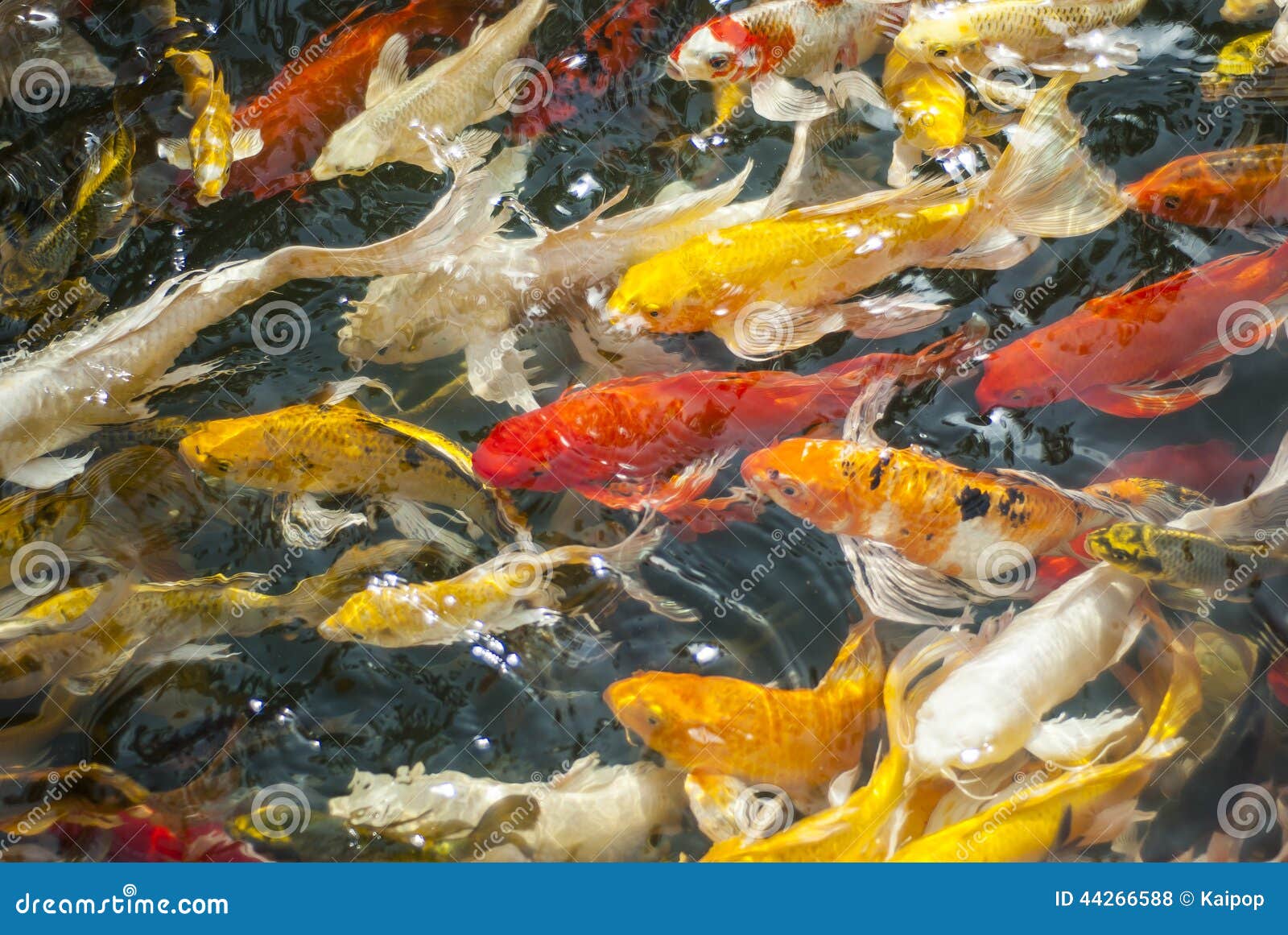 Koi fish stock photo. Image of gold, circle, landscaping - 44266588