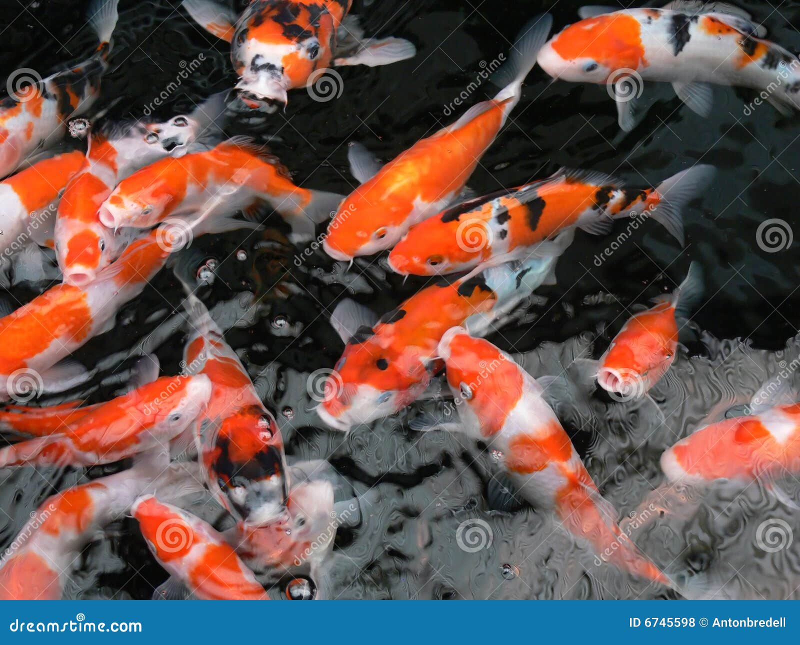 Koi fish swimming stock photo. Image of japanese, fins - 6745598