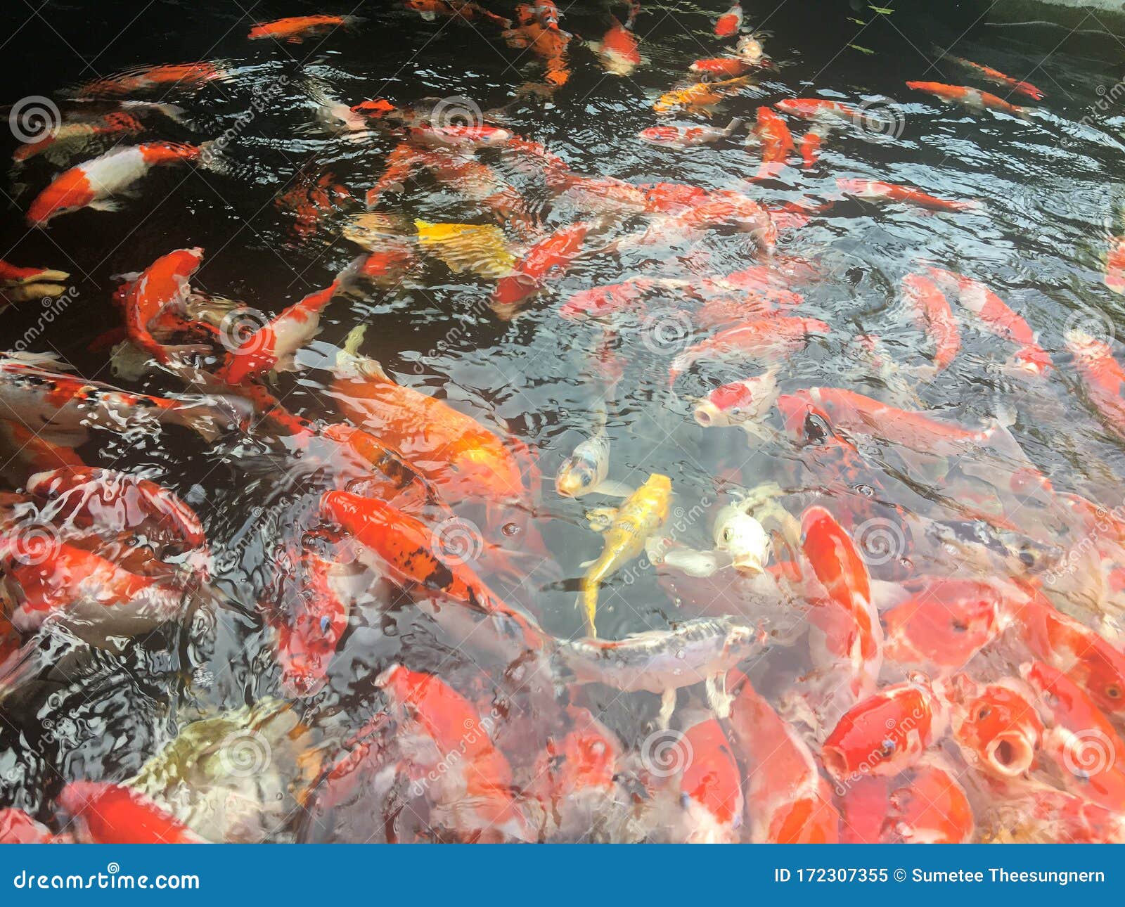 Koi Fish Swimming in the Aquarium, Fancy Carp Fish Stock Image - Image ...