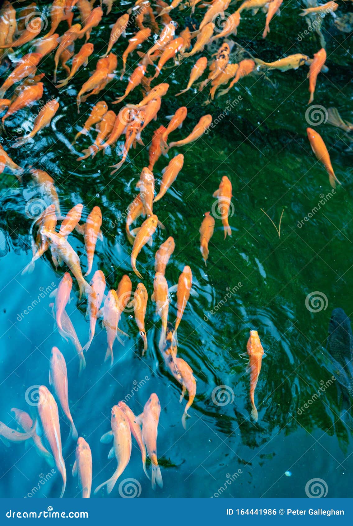 Koi Fish Swimming Around on a Pond Stock Photo - Image of orange ...