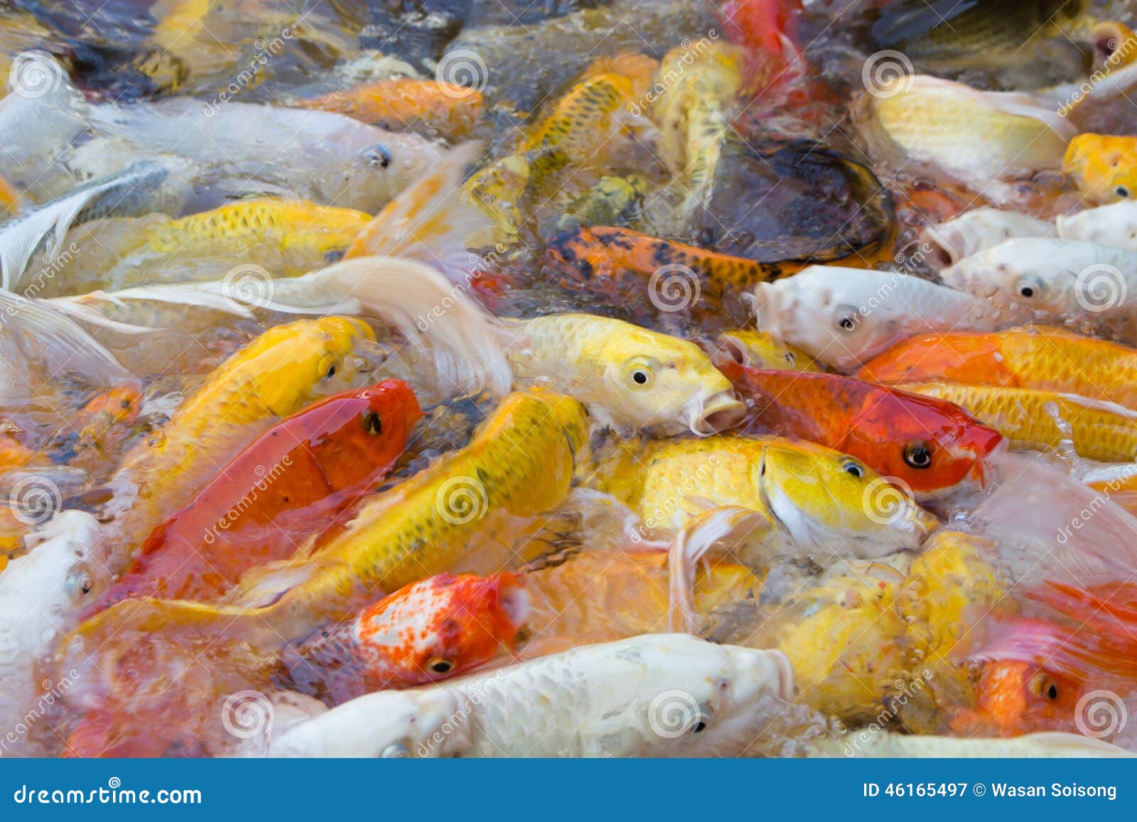 Koi Fish Swimming Beautiful Color Variations Natural Organic Stock ...