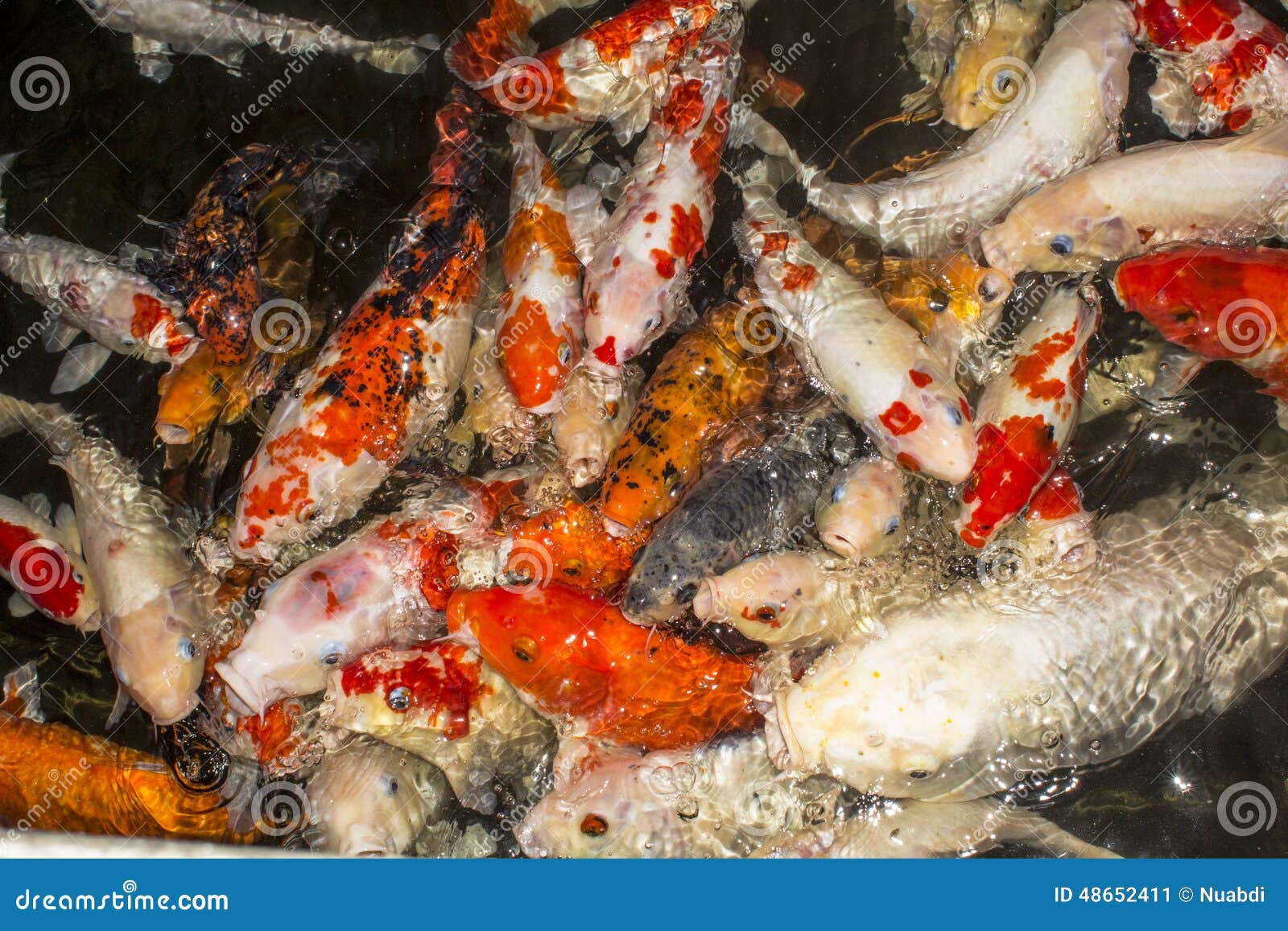 Koi Fish Swimming Beautifully in Color Variations Stock Image - Image ...