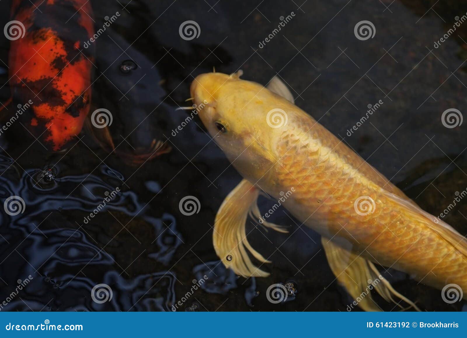 Koi fish swimming close up stock photo. Image of carp - 61423192