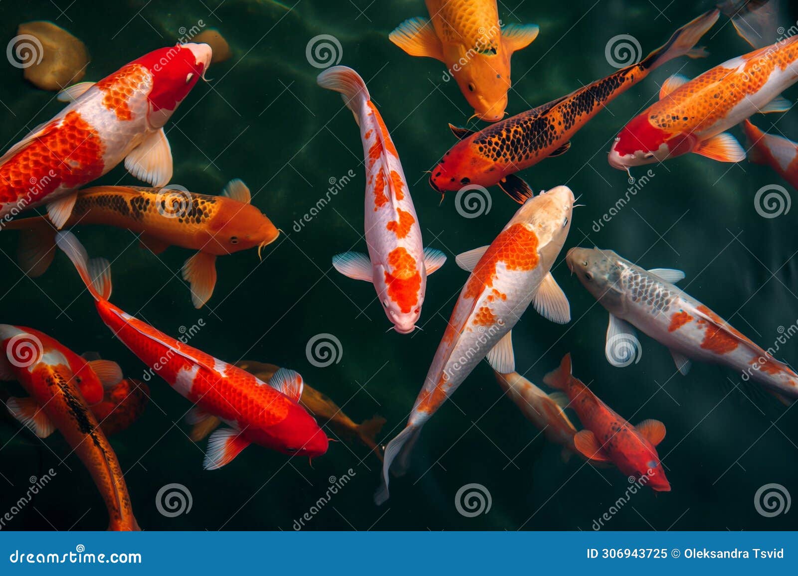 Koi Fish Swimming, Colorful Decorative Fish Float in an Artificial Pond ...