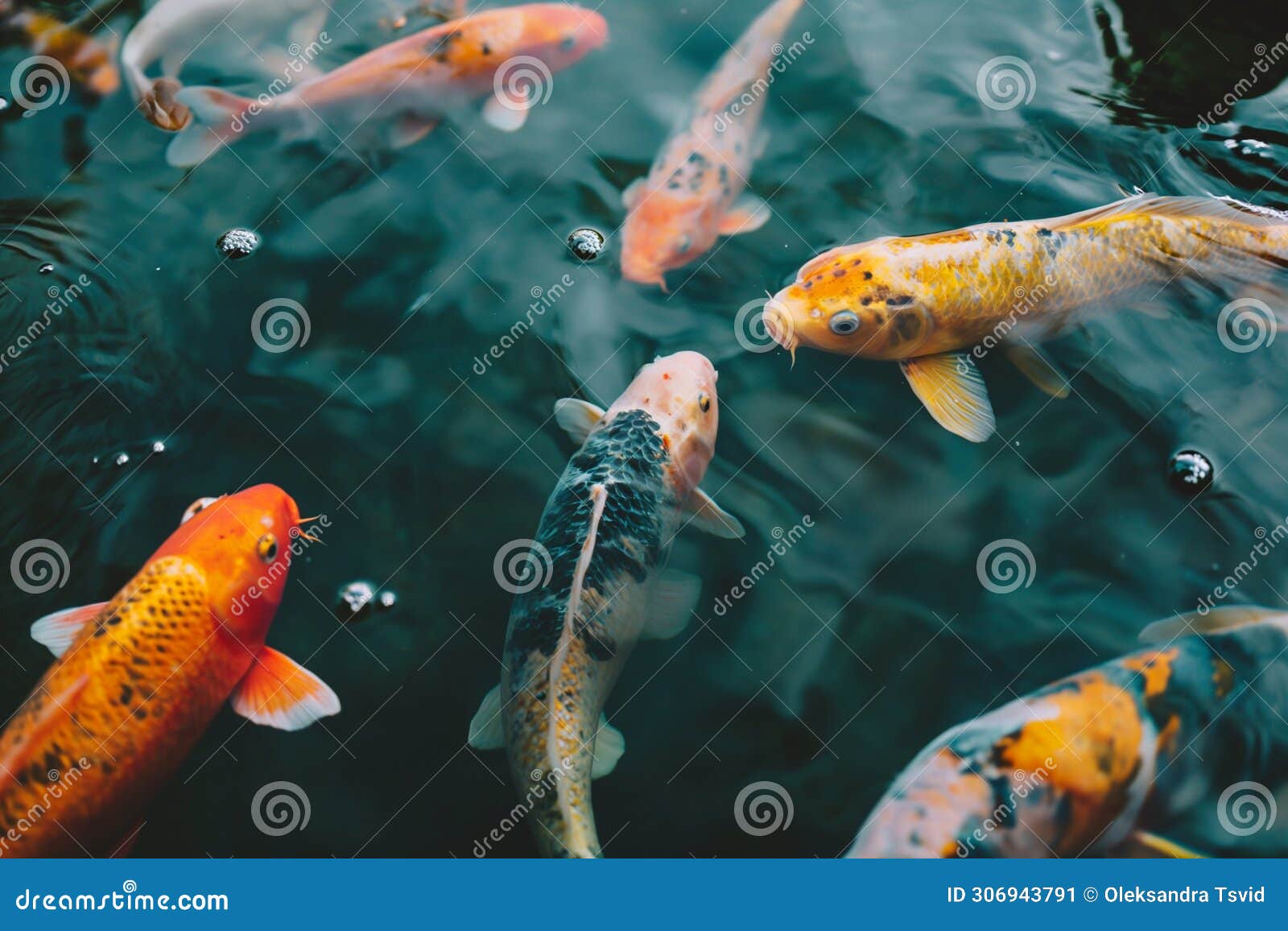 Koi Fish Swimming, Colorful Decorative Fish Float in an Artificial Pond ...