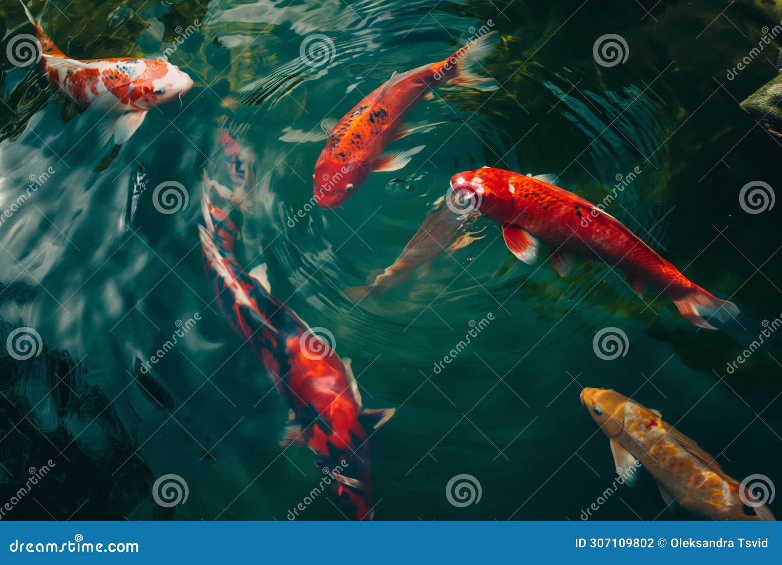 Koi Fish Swimming, Colorful Decorative Fish Float in an Artificial Pond ...