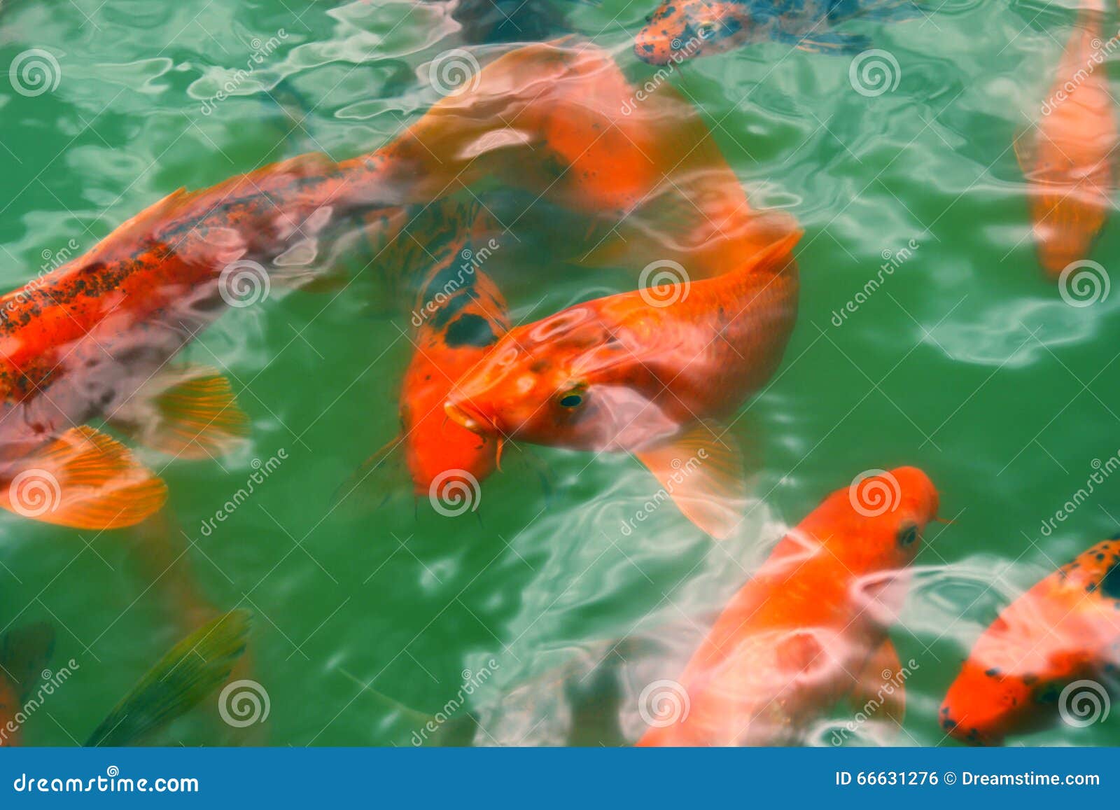 Koi Fish stock photo. Image of swimming, japan, lake - 66631276
