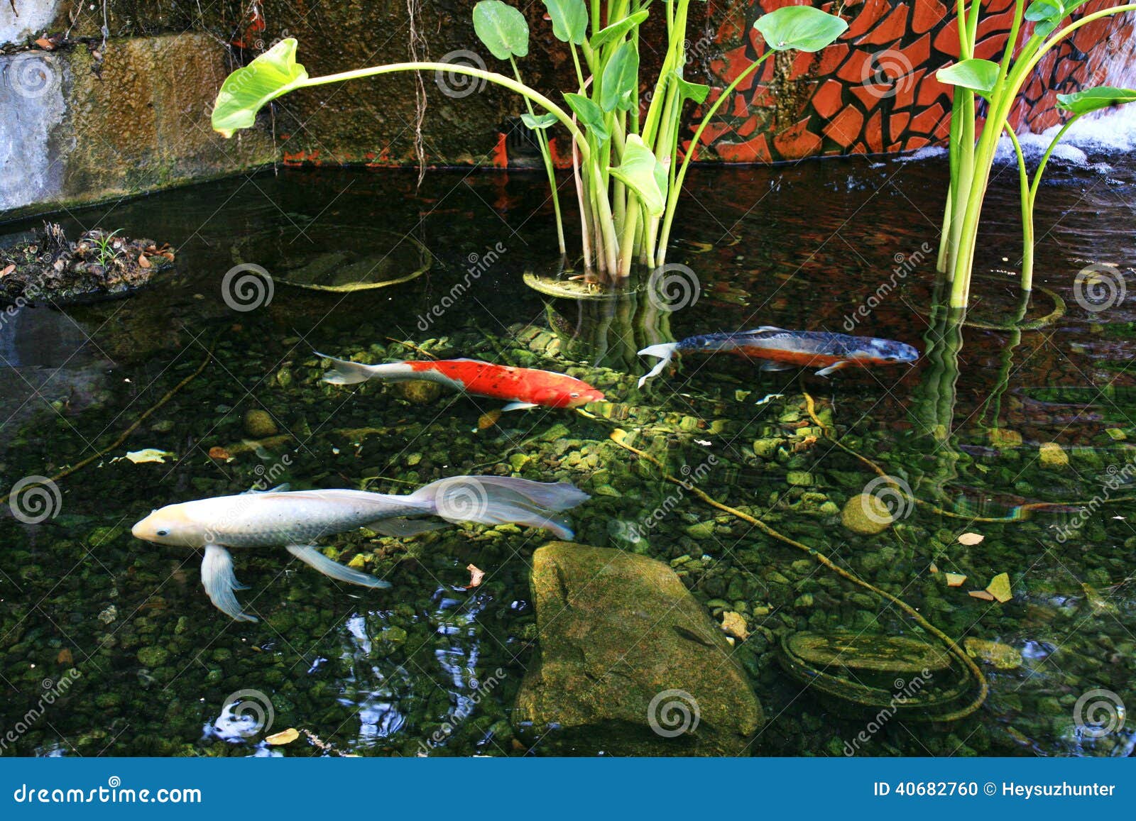 Koi Fish Swimming in a Man Made Pond Stock Photo - Image of water ...