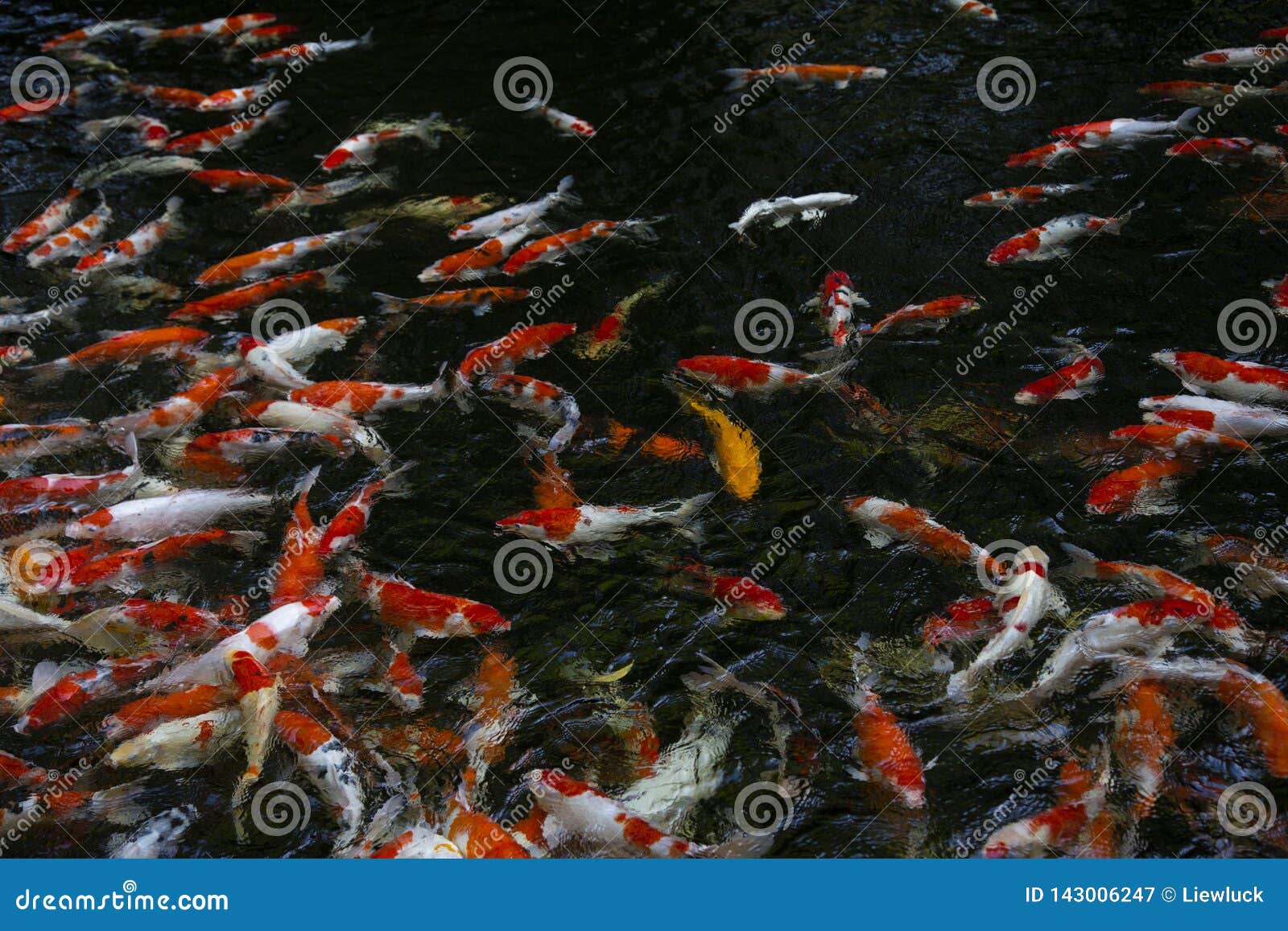 Koi fish swimming stock image. Image of beautiful, carp - 143006247