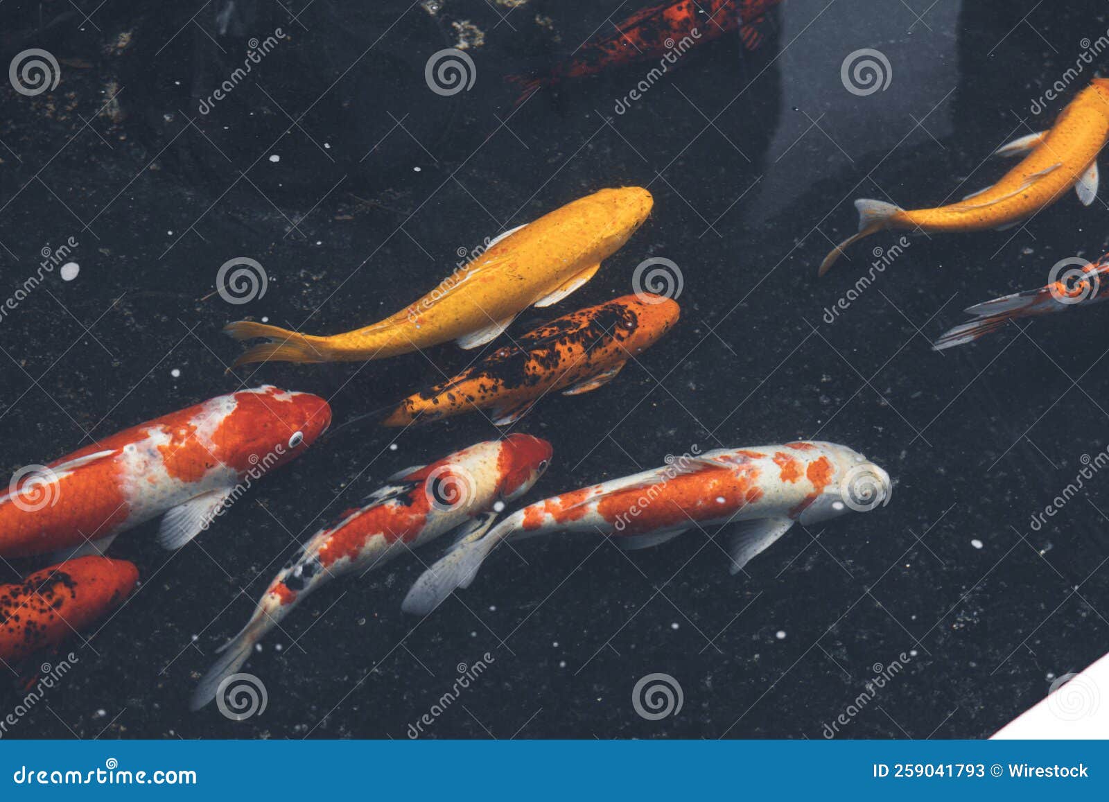 Koi Fish Swimming in the Fish Pond Stock Image - Image of beautiful ...
