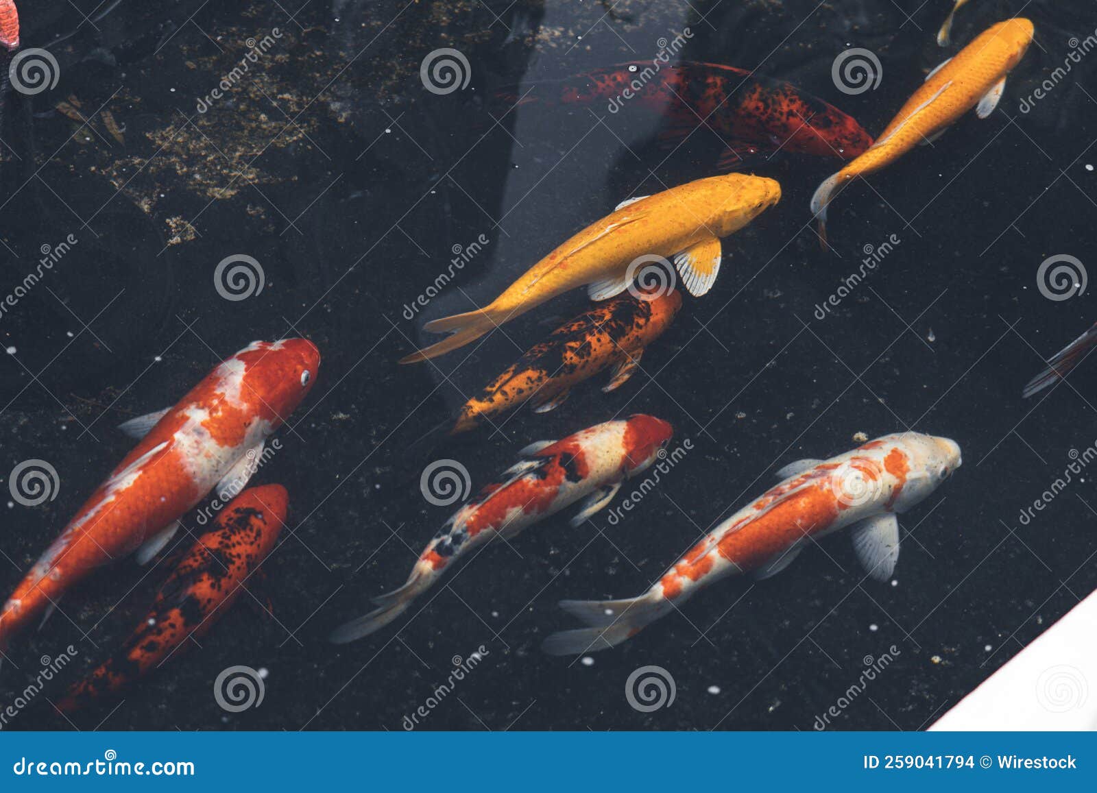 Koi Fish Swimming in the Fish Pond Stock Photo - Image of asia, asian ...