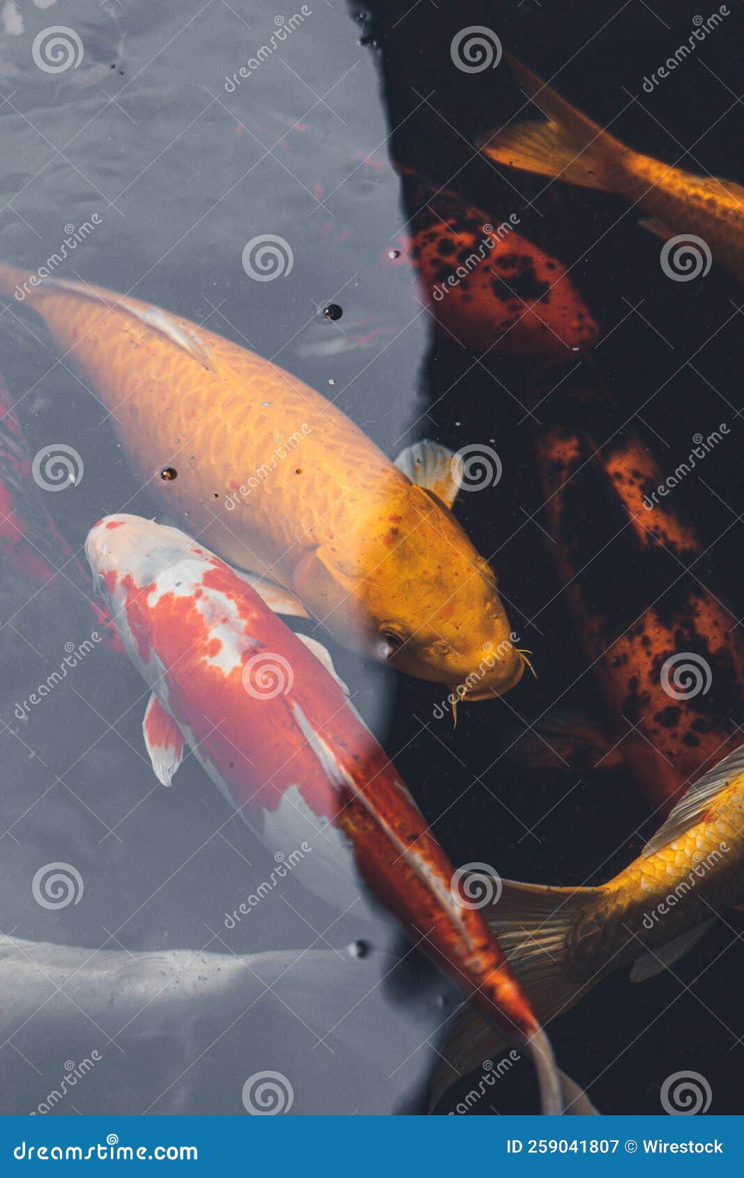 Koi Fish Swimming in the Fish Pond Stock Image - Image of asia, color ...