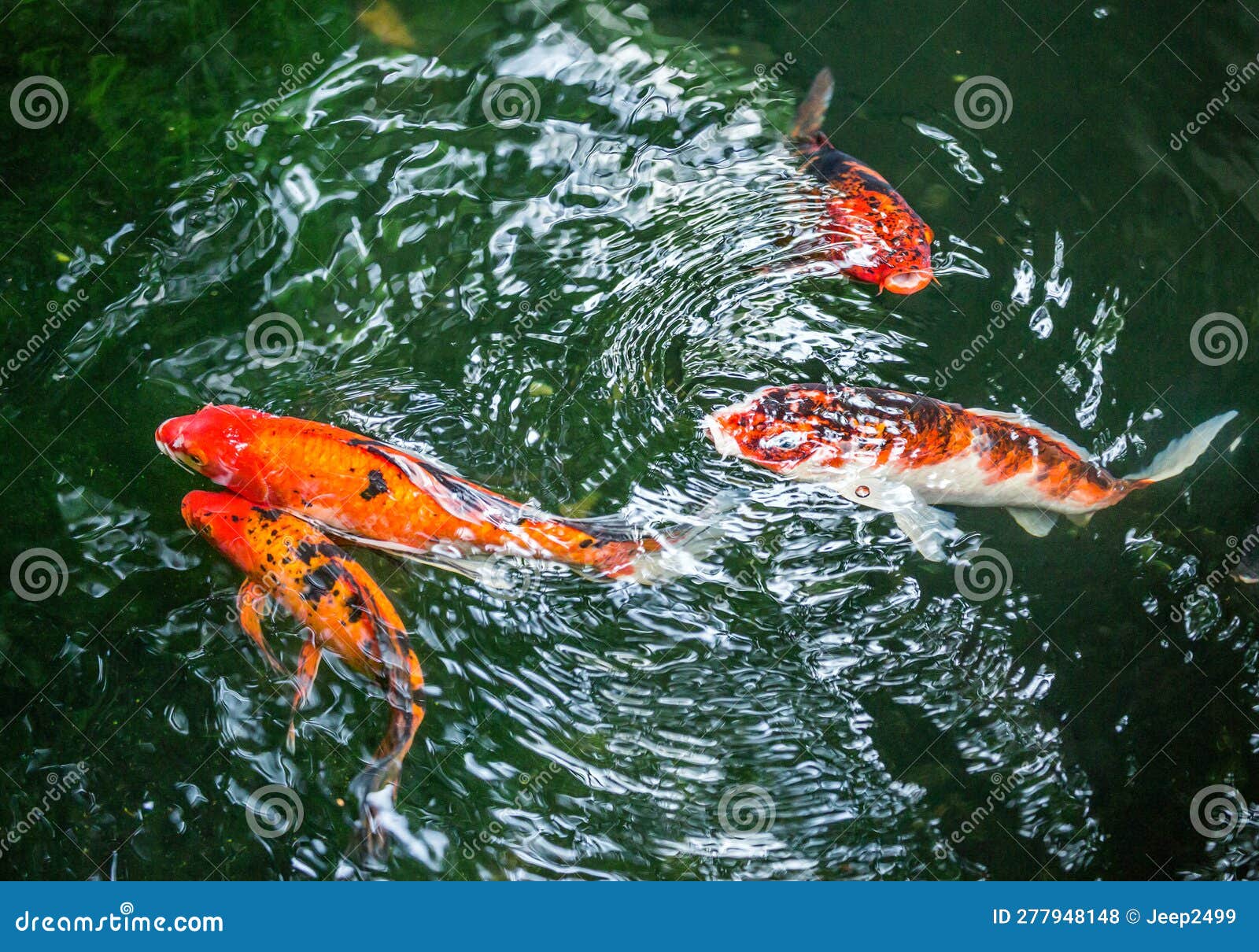 Koi fish are swimming . stock photo. Image of nature - 277948148