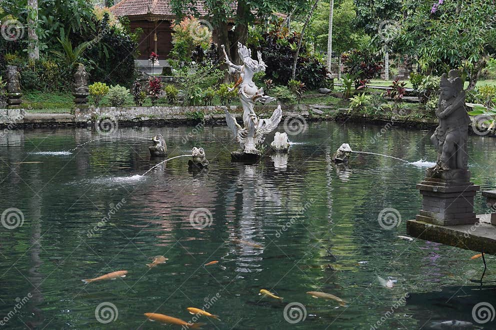 Koi Fish Swimming in a Pond Stock Image - Image of environment, natural ...