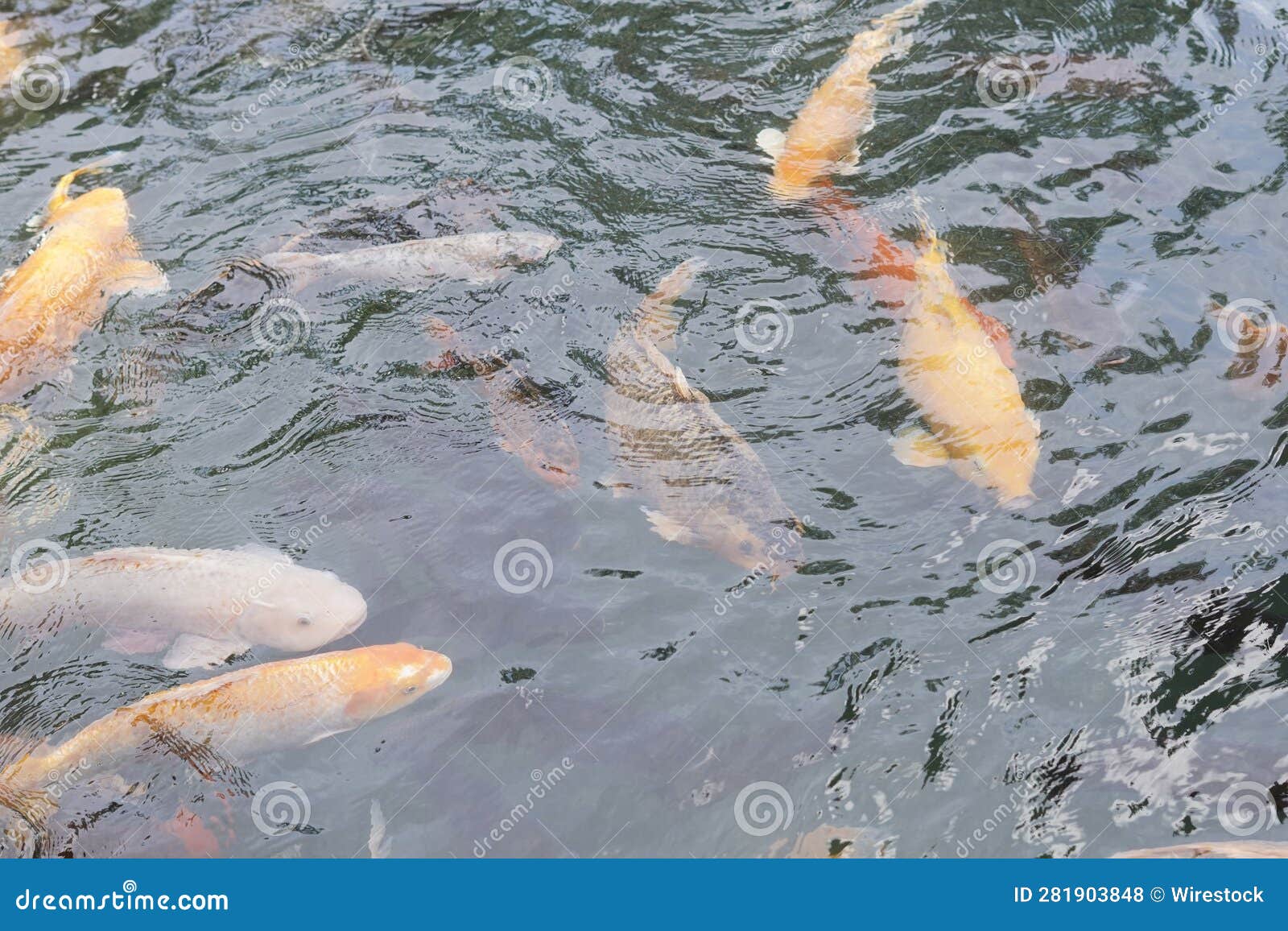 Koi Fish Swimming in a Pond Stock Photo - Image of nature, water: 281903848