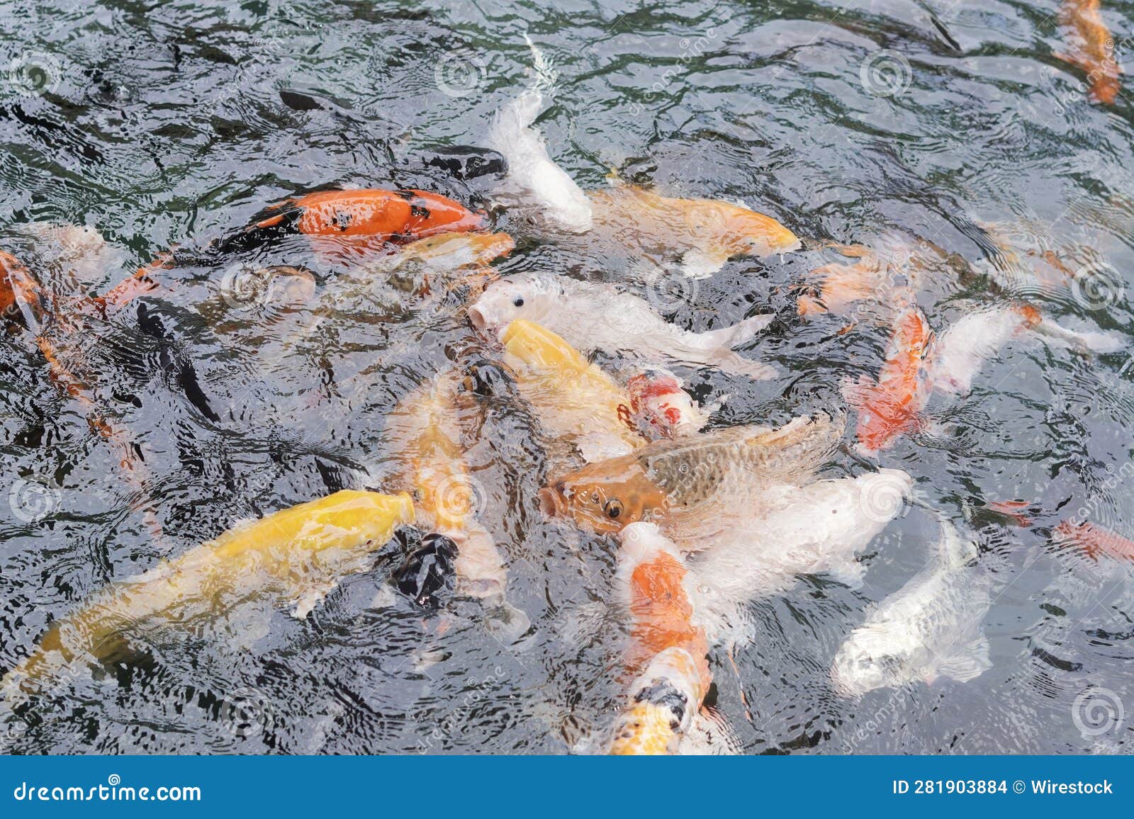 Koi Fish Swimming in a Pond Stock Photo - Image of asia, swim: 281903884