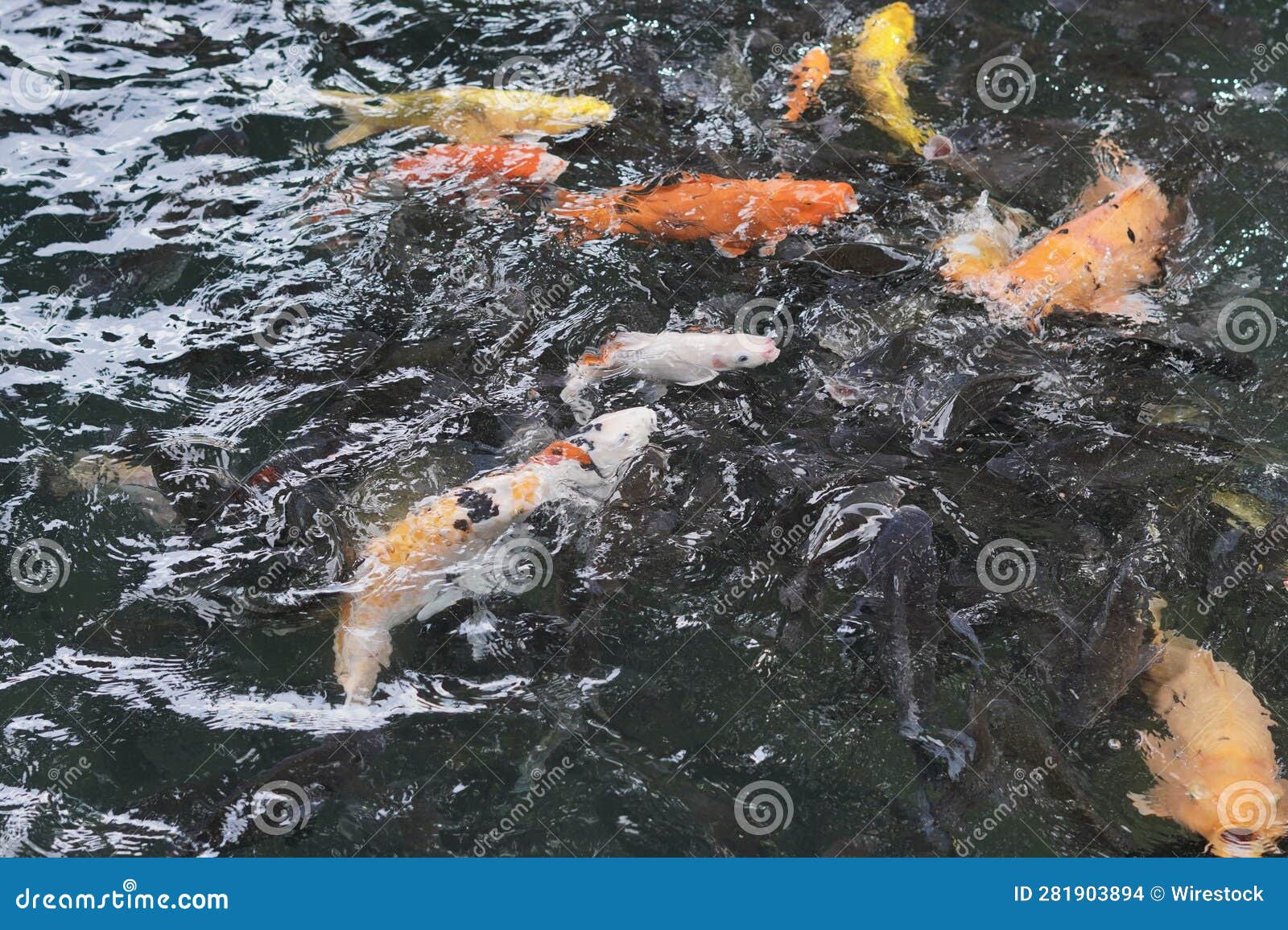 Koi Fish Swimming in a Pond Stock Photo - Image of nature, fish: 281903894