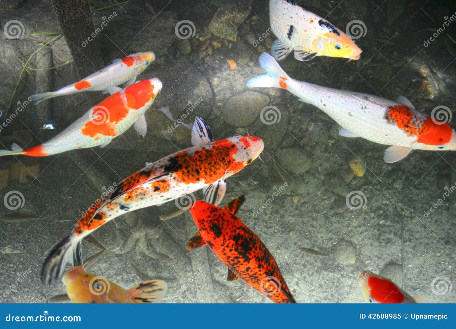 Koi fish swimming in pond. stock image. Image of colorful - 42608985