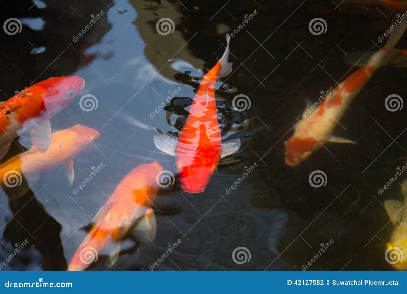 Koi Fish Swimming in the Pond Stock Photo - Image of background ...