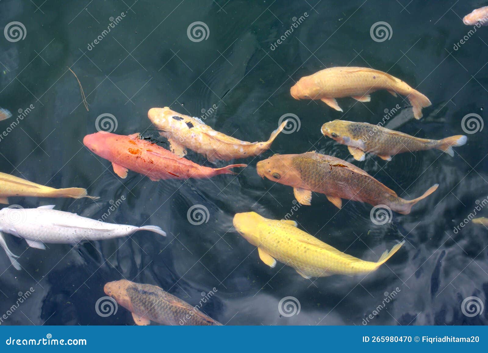 Koi Fish Swimming Side by Side Stock Photo - Image of leaf, fish: 265980470