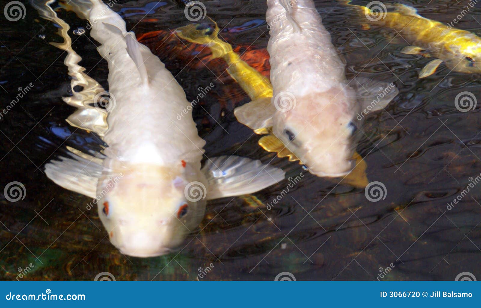 Koi Fish Swimming Towards You Stock Photo - Image of amphibians, fish ...