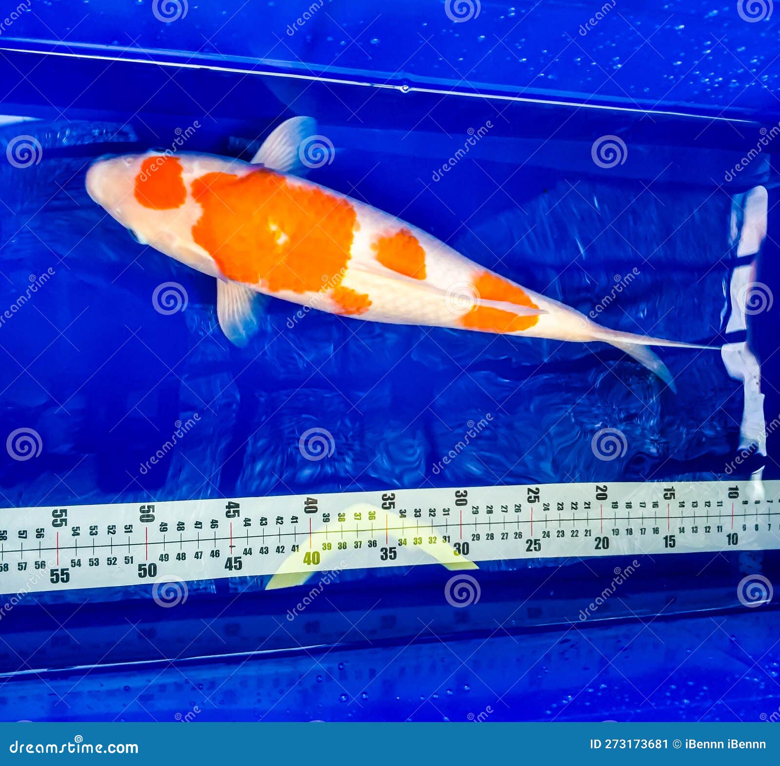 A Koi Fish Swims in a Measuring Tub Stock Image - Image of hobby, japan ...