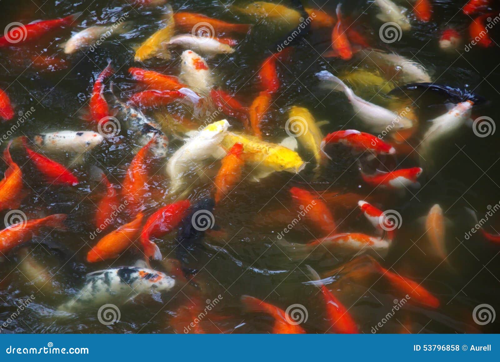 Koi stock photo. Image of ponds, fish, charm, asia, symbol - 53796858