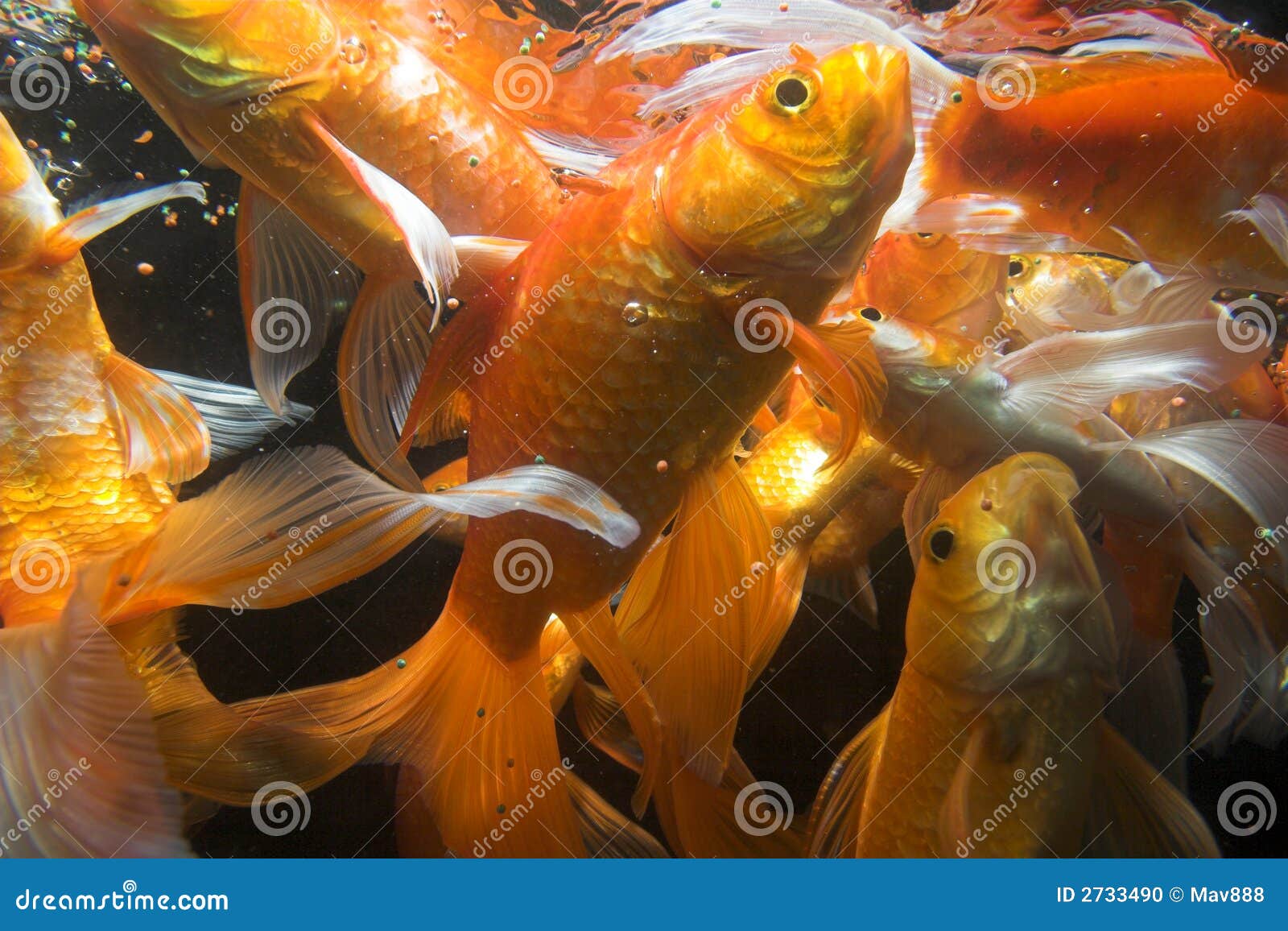Koi fish underwater stock photo. Image of orange, good - 2733490