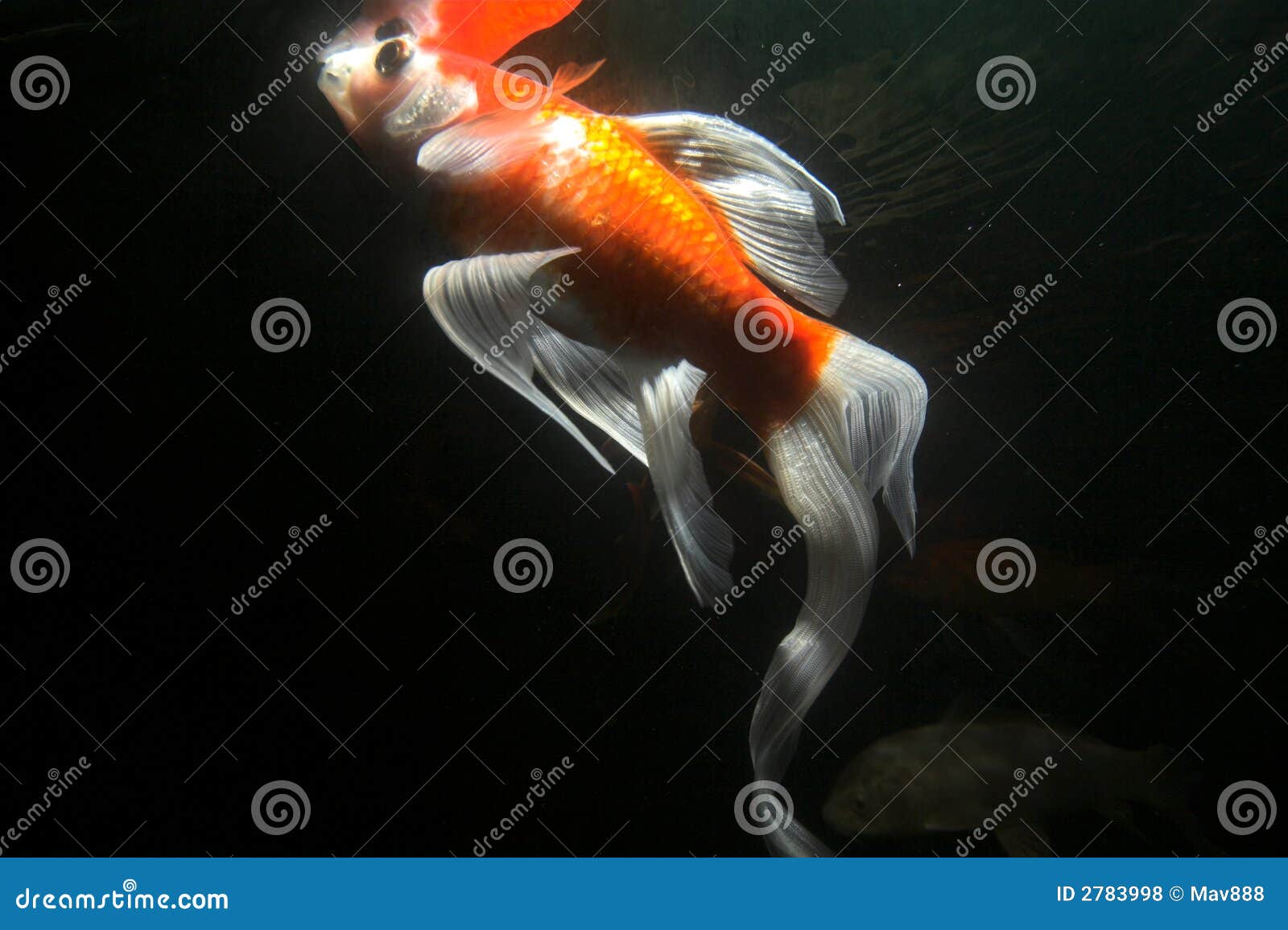 Koi Fish Underwater Water