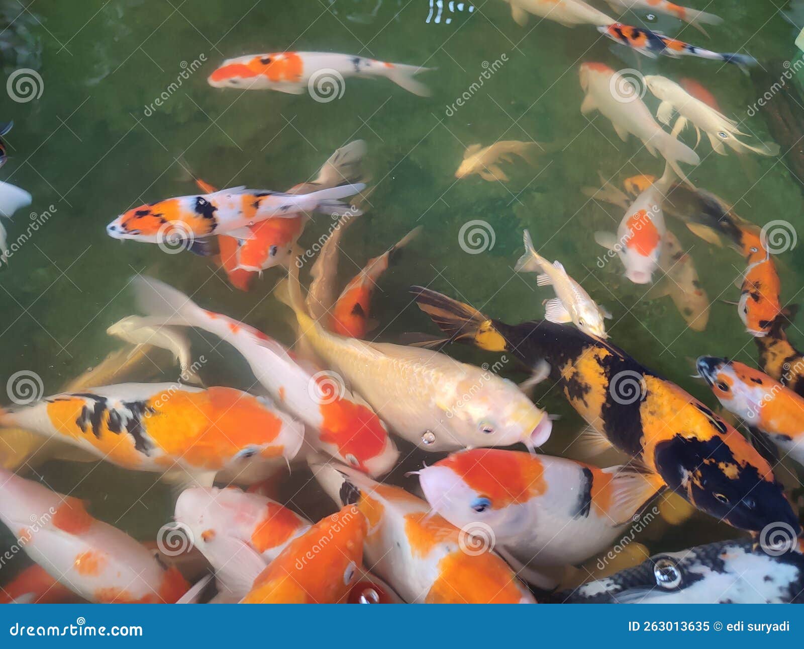 Koi Fish with Various Patterns Stock Image - Image of pond, seafood ...