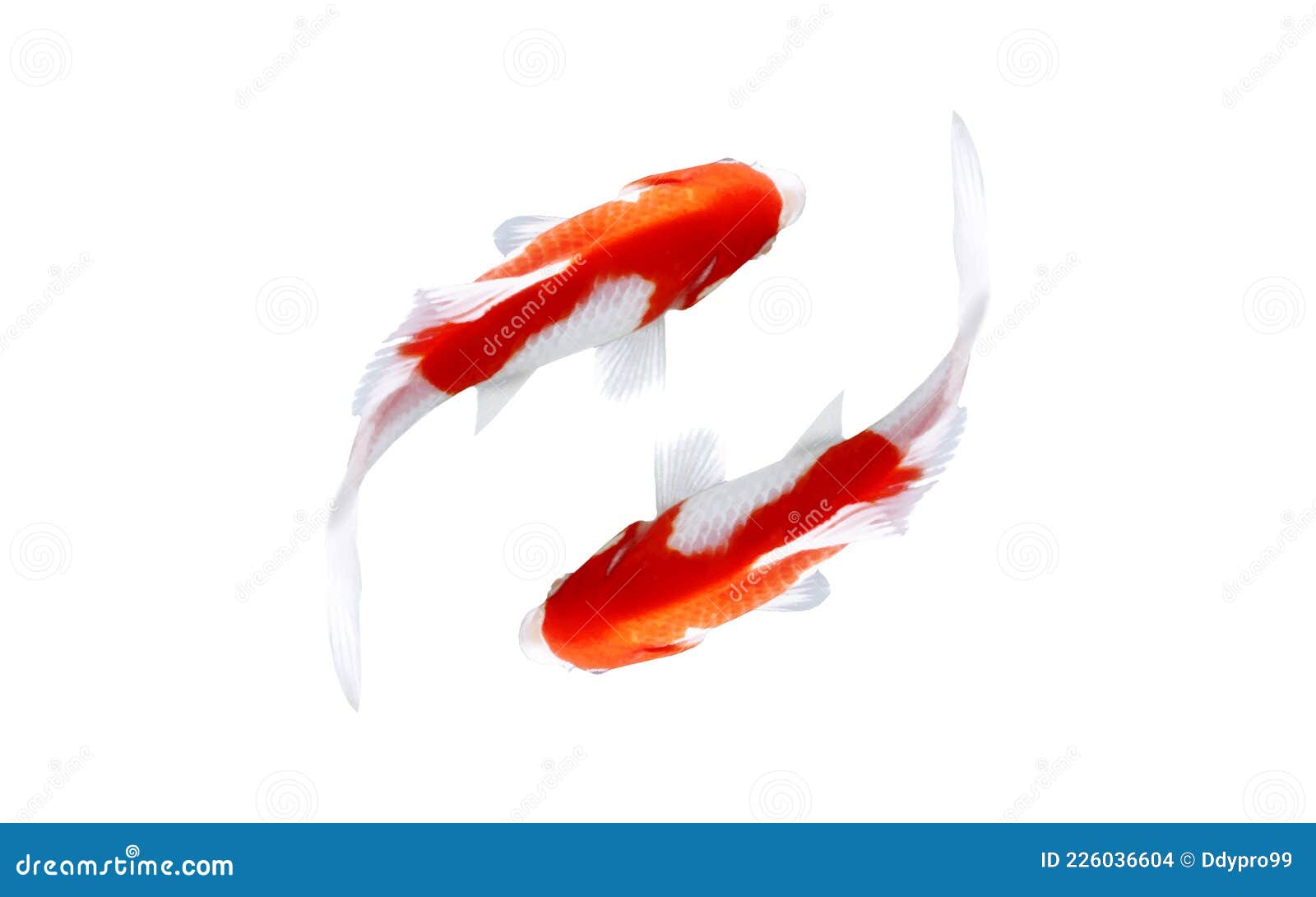 Two Koi Fish on a White Background Stock Vector - Illustration of ...