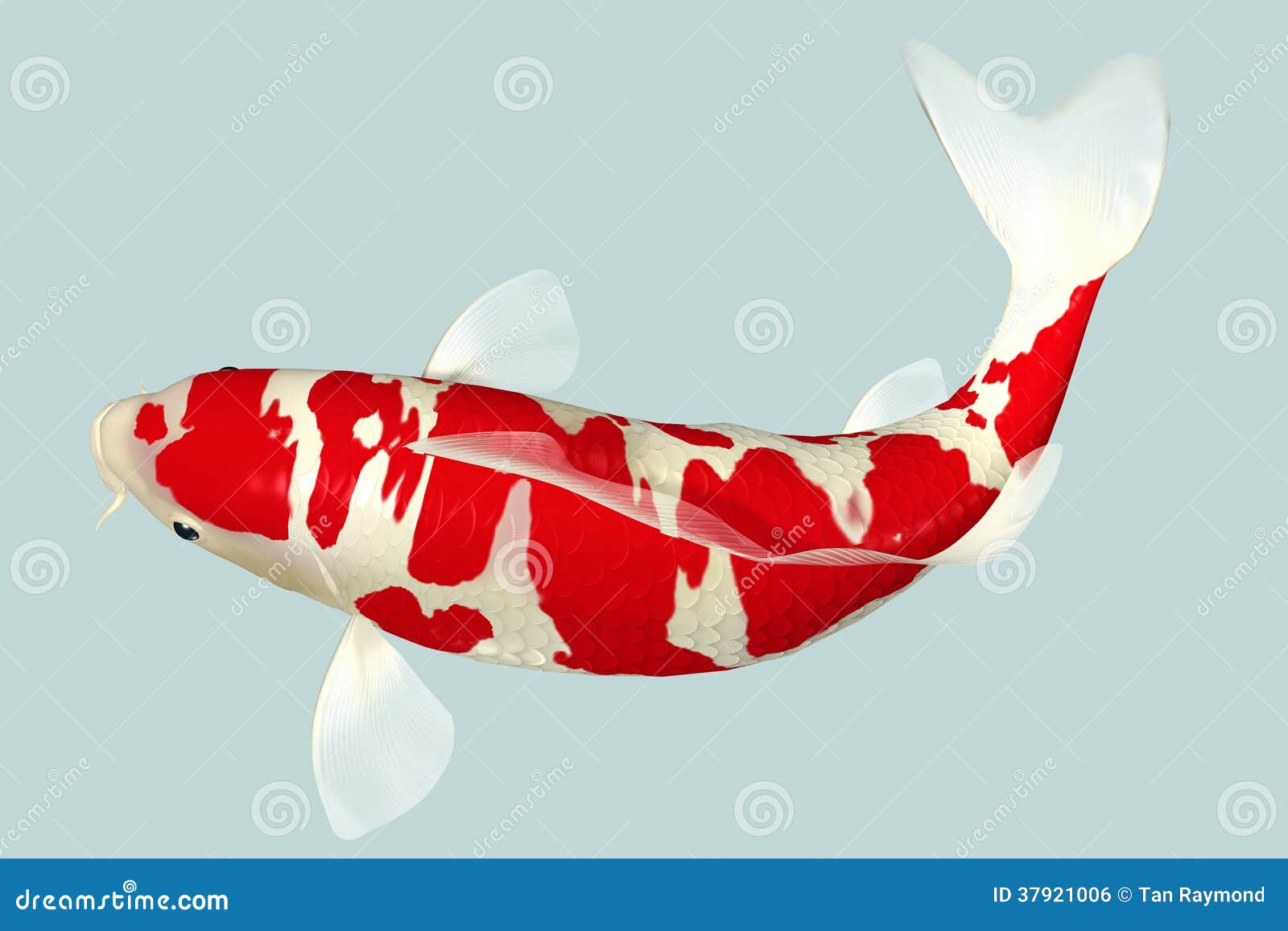 Koi Fish stock photo. Image of fins, china, cultivated - 37921006
