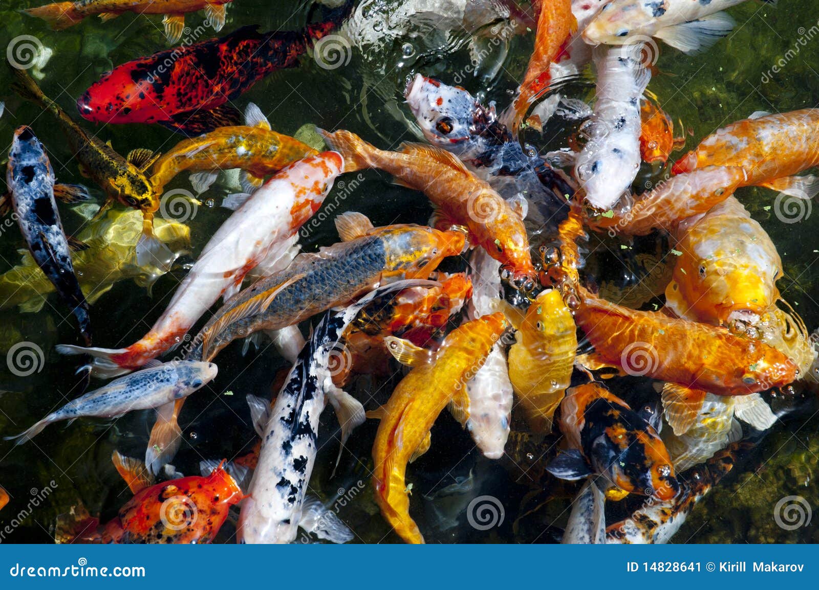 Koi Fish in Water, High Angle View Stock Image - Image of idyllic ...