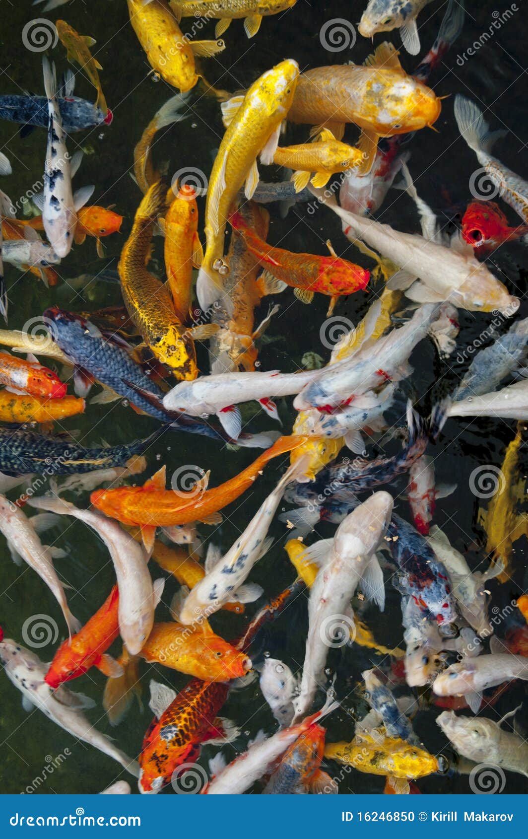 Koi Fish in Water, High Angle View Stock Photo - Image of fish, large ...