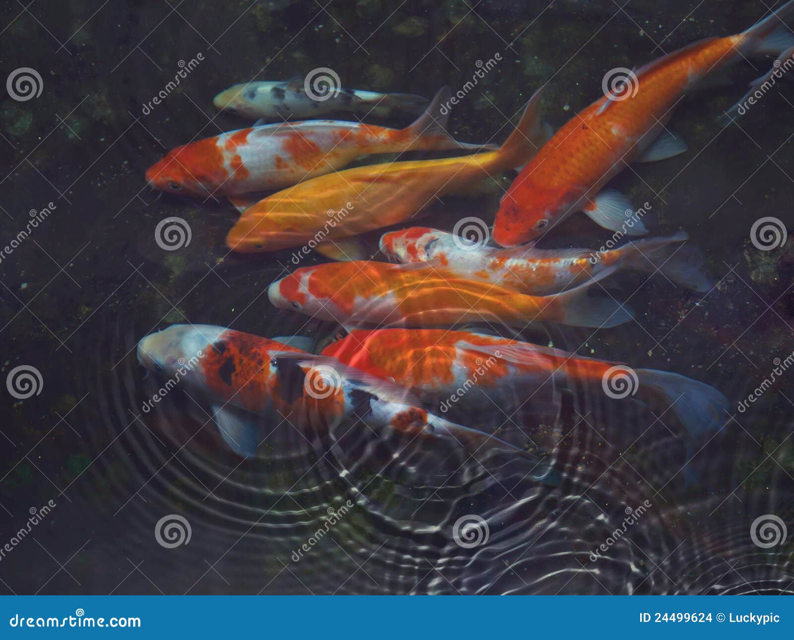 Koi fish with water ripple stock photo. Image of asian - 24499624