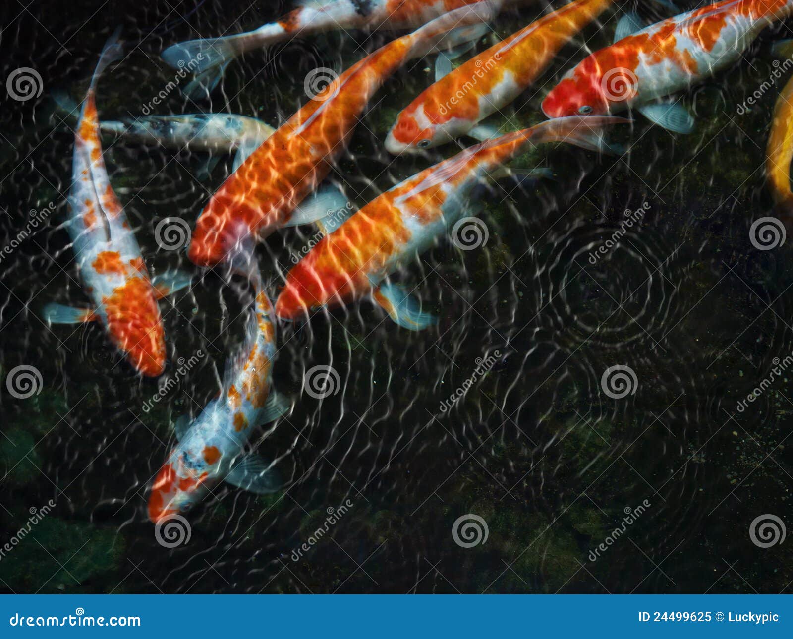 Koi fish with water ripple stock image. Image of lake - 24499625