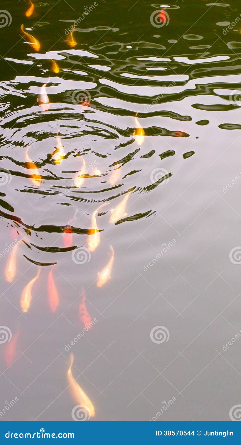 Koi fishes in the water stock photo. Image of ornamental - 38570544