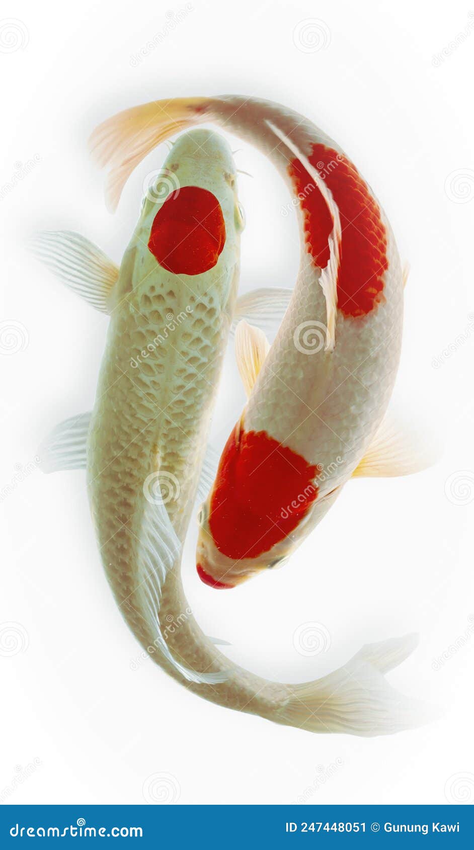 Koi Fish on White Background Stock Image - Image of nature, background ...