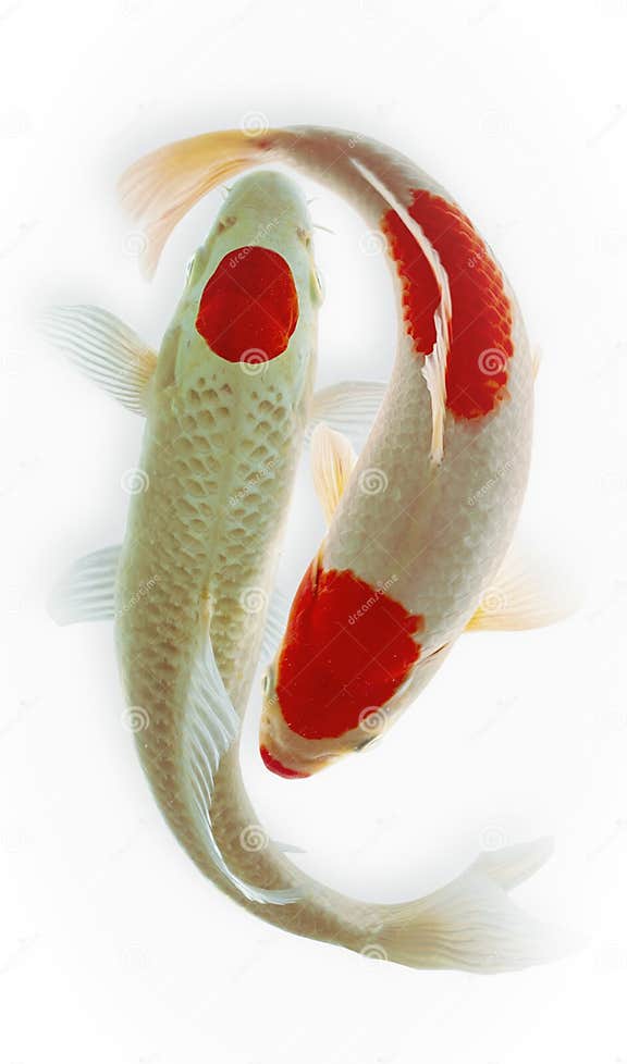 Koi Fish on White Background Stock Image - Image of nature, background ...